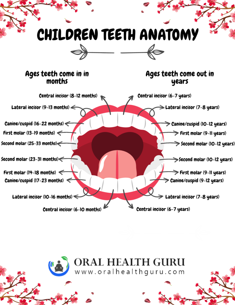 Children Teeth Anatomy! In a Flower Border! | Oral Health Guru