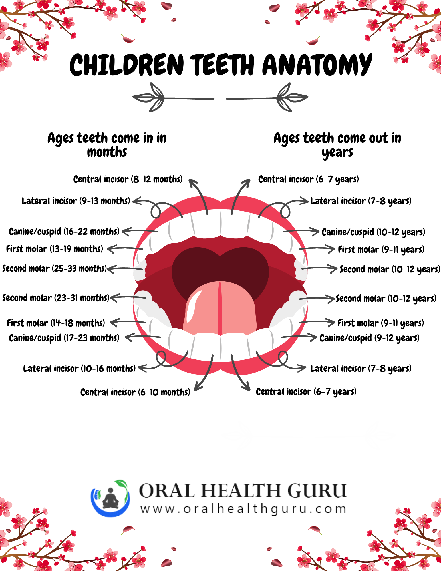 Children Teeth Anatomy! In a Flower Border! | Oral Health Guru