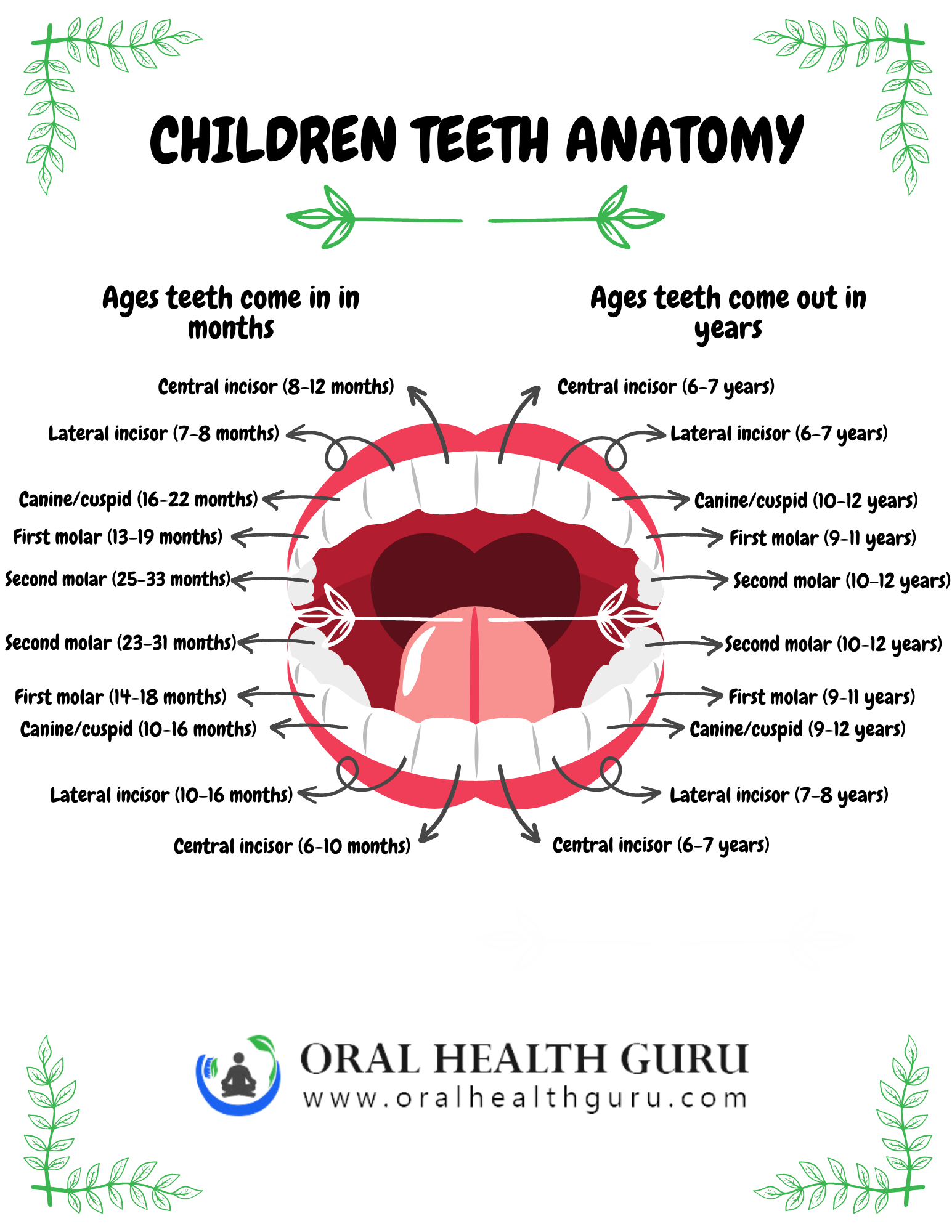 Children Teeth Anatomy! In a Leaf Border! | Oral Health Guru